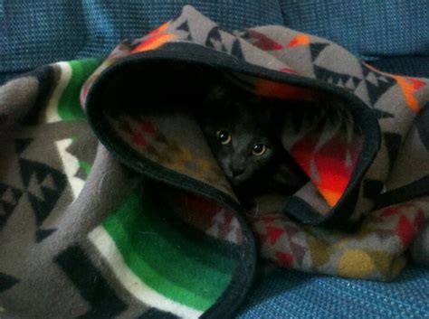 Pendleton Cat Pendleton Blanket Kitty Cats