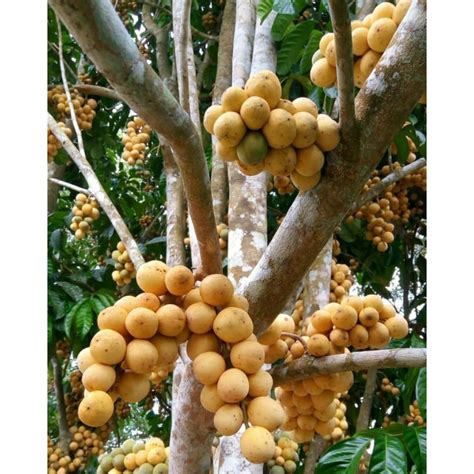 Jual Bibit Duku Dukong Tanpa Biji Shopee Indonesia