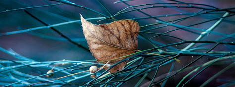 Beautiful Autumn Leaf Facebook Timeline Cover Facebook Covers Fb Covers Facebook Timeline