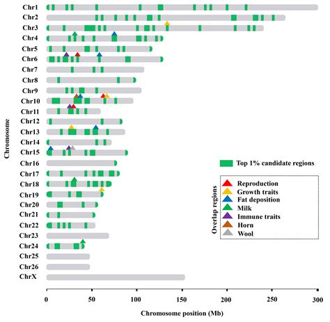 Whole Genome Resequencing Identifies Selection Signatures During Hu Sheep Domestication And