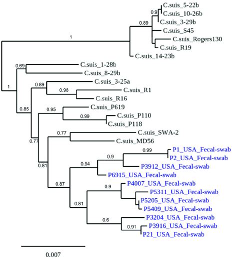 Bayesian Phylogenetic Analysis Of The Concatenated Sequences Of Seven
