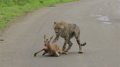 Cheetah Kills Impala In Kruger National Park Youtube