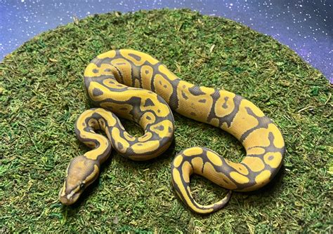 Hypo 66 Het Rainbow Ball Python By Critical Constrictors Morphmarket