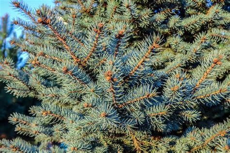 Premium Photo Beautiful Coniferous Tree Branch Closeup