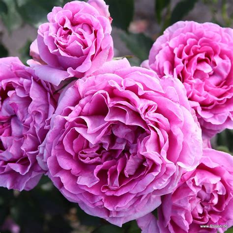 Clivia® Kordes Rosen