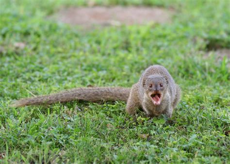 Mongoose Open Wideimg7438edited 1 Small Indian Mongoose Flickr