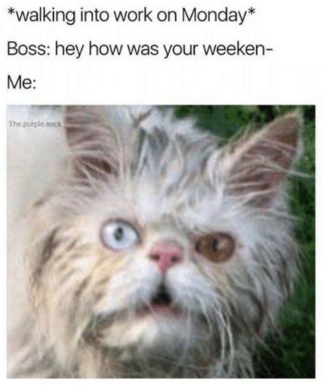 Going To Work On Mondays Cats Know Your Meme
