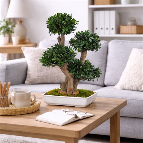 Tobira Bonsai 70 Cm Edenaria