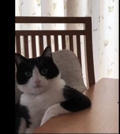 Cat Sitting On Table Meme