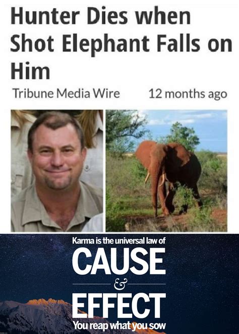Elephant Memes And S Imgflip