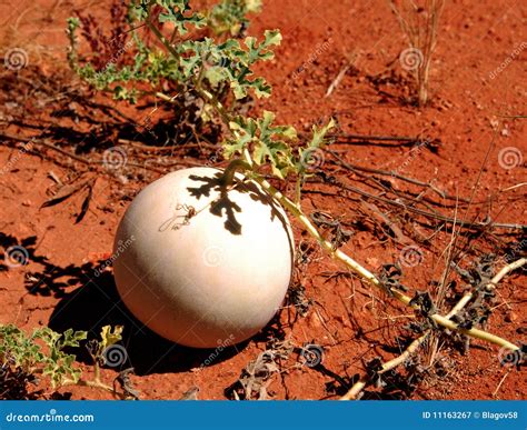 Prickly Paddy Melon Stock Image Image Of Weed Myriocarpus 11163267