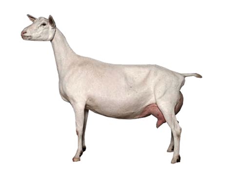 Dairy Goats All About Goats