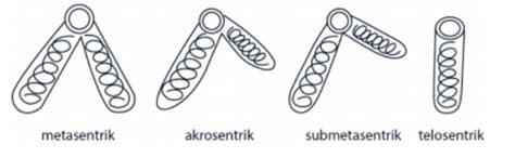 Pengertian Kromosom Metasentrik Dan Akrosentrik Dan Perannya