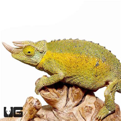 Rainbow Jackson Chameleon Size At Carl Cohn Blog