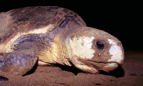 What Does A Loggerhead Sea Turtle Look Like