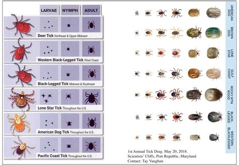 Tick Identification Maine Chart Spiritasse