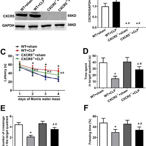 Cxcr5 Knockout Ameliorated Sepsis Induced Cognitive Dysfunction In Mice
