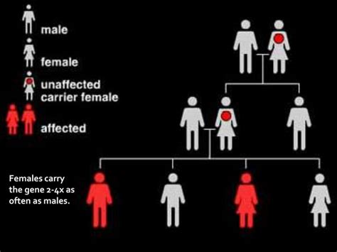Fragile X Syndrome Ppt
