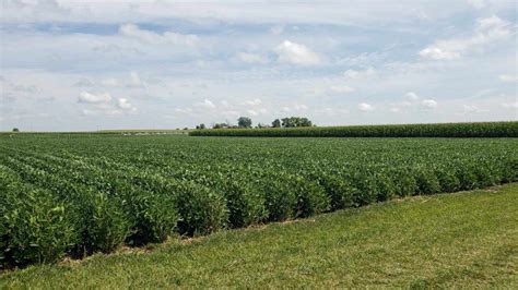 Determining The Optimal Soybean Seeding Rate Iowa Agribusiness Radio Network