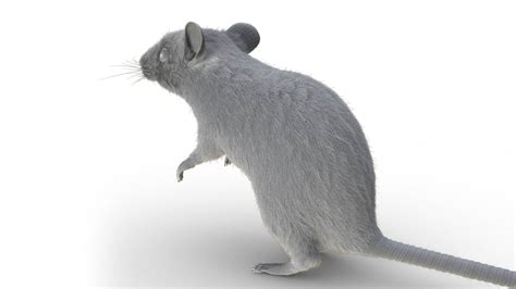 3d Model Rat Turbosquid 1951540