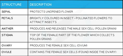 Structure Of A Flower Worksheet Answers Biology Igcse Best Flower Site