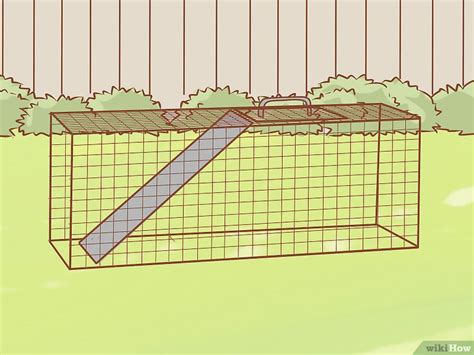 How To Keep Squirrels Away Effective Tips