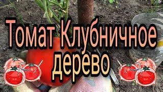 Томат Клубничное дерево: отзывы, описание сорта, фото, видео, отзывы ...