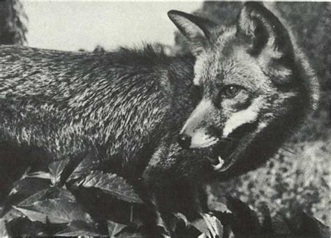:: Читать - Оглавление - Книга "Дикое животное и человек" - Гржимек ...