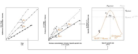 Optimizing A Microbial Fed Batch Bioprocess Infors Ht