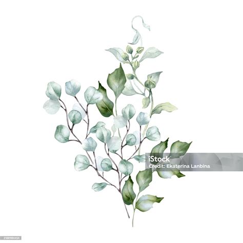 세이지 녹색 잎과 유칼립투스 꽃다발 수채화 그림 절연 섬세한 식물 가지 호랑가시나무 곱슬 덩굴 식물이 그려져 있습니다 파스텔 톤의 단풍 뭉치가 디자인 자연 라벨을 위해