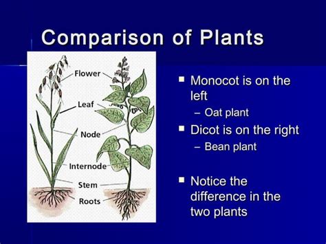Monocots And Dicots Ppt