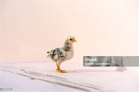 분홍색 파스텔 컬러 테이블과 야외 햇빛에 벽에 서 있는 풀 바디 베이비 고립된 함부르크 병아리를 닫습니다 독일과 네덜란드에서