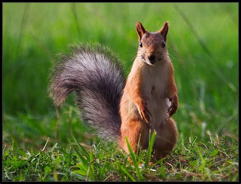 სტუმრად ზოოპარკში апреля 2010