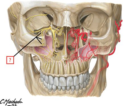 Pterygopalatine Fossa Netter