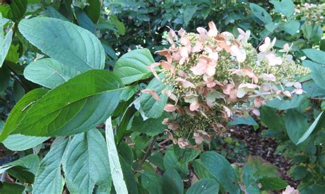 Hydrangea Paniculata Cultivars Ei Trees And Shrubs Online