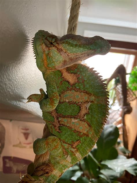 Why Is My Male Veiled Chameleons Eye Swollen Rchameleons