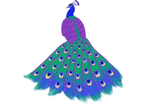 Peacock Tail Blue Peacock Peacock Flaunting Its Tail Animal Png