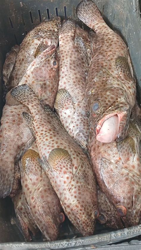 ابن حميدو المقطم Ibn Hamido Mokattam Cairo