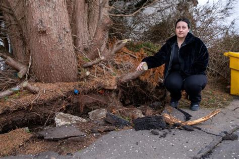 Huge Tree Left Leaning Against Inverkeithing Woman S Home
