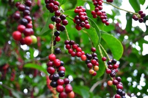 Health Benefits Of Bignay Ang Pinoy