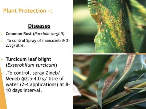 Maize Pptx Agriculture Industries