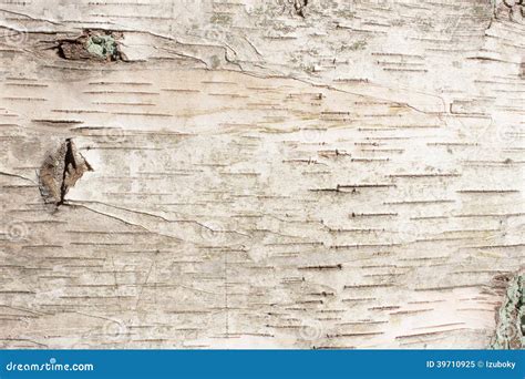 Birch Bark Texture Natural Background Paper Close Up Birch Tree Wood