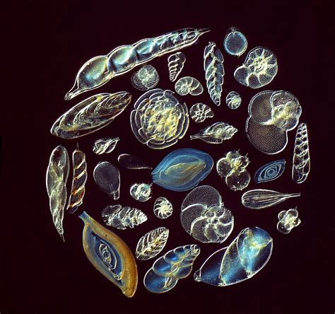 Foraminiferen 2g Picture Of Foraminifera Microscopic Nature
