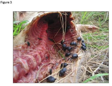 The Ecology Of Carrion Decomposition Learn Science At Scitable