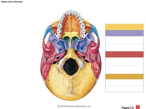 Underside Of Skull Aandp Diagram Quizlet