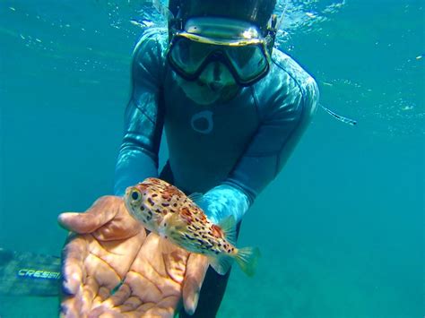 Snorkeling São Tomé E Príncipe Guadalupe