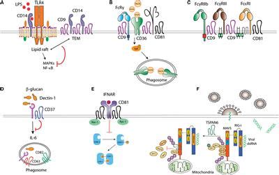 Frontiers Tetraspanins As Organizers Of Antigen Presenting Cell Function