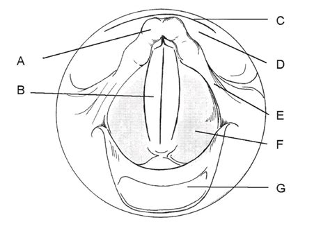 Adducted Vocal Folds Diagram Quizlet