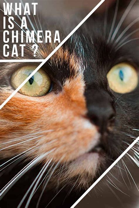 Chimera Cat Unveiling The Fascinating Facts About This Unique Feline