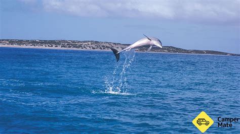 Steep Point Campground Australias Coral Coast Western Australia Australia Campermate